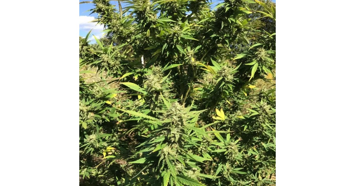 Семена конопли Godfather OG Feminized - купить семена конопли Godfather ...